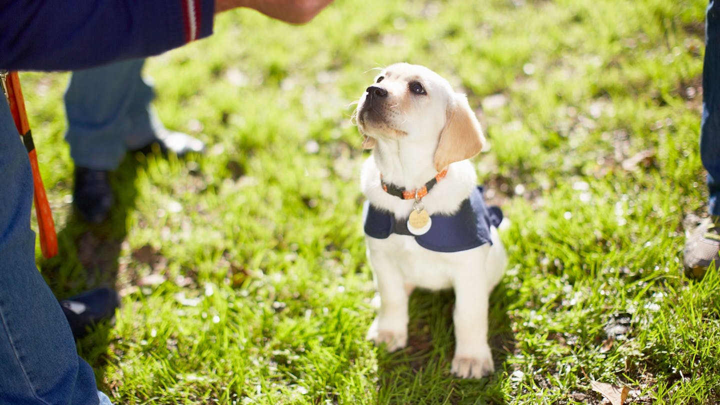 What It Takes To Be A Service Dog