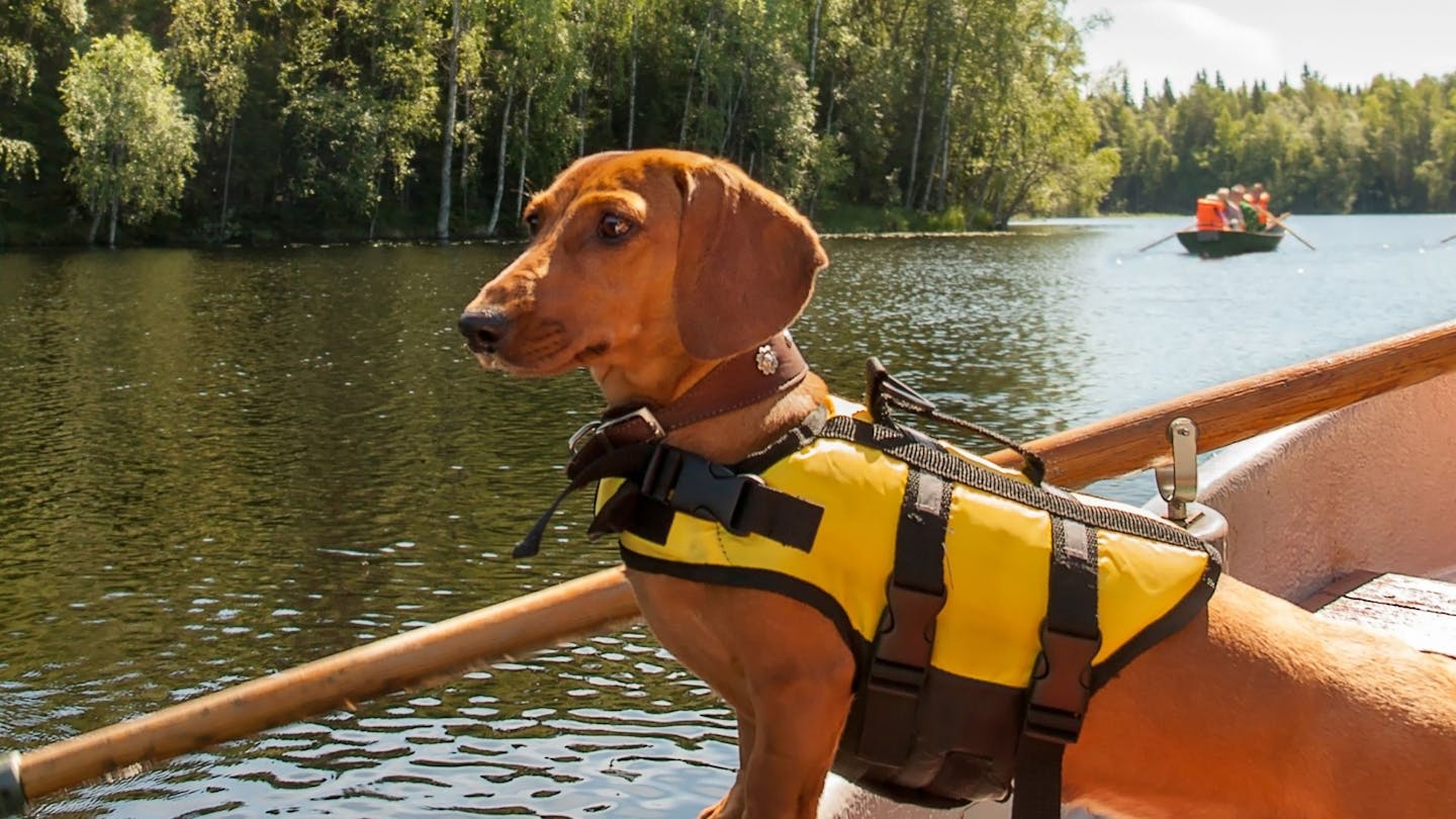 How To Canoe Or Kayak With Your Dog