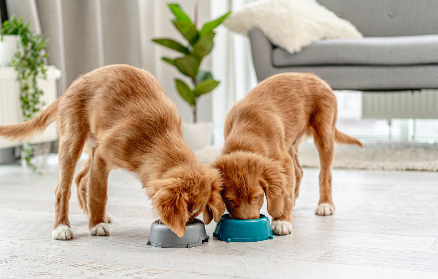 The Ultimate Puppy Feeding Guide | Eukanuba
