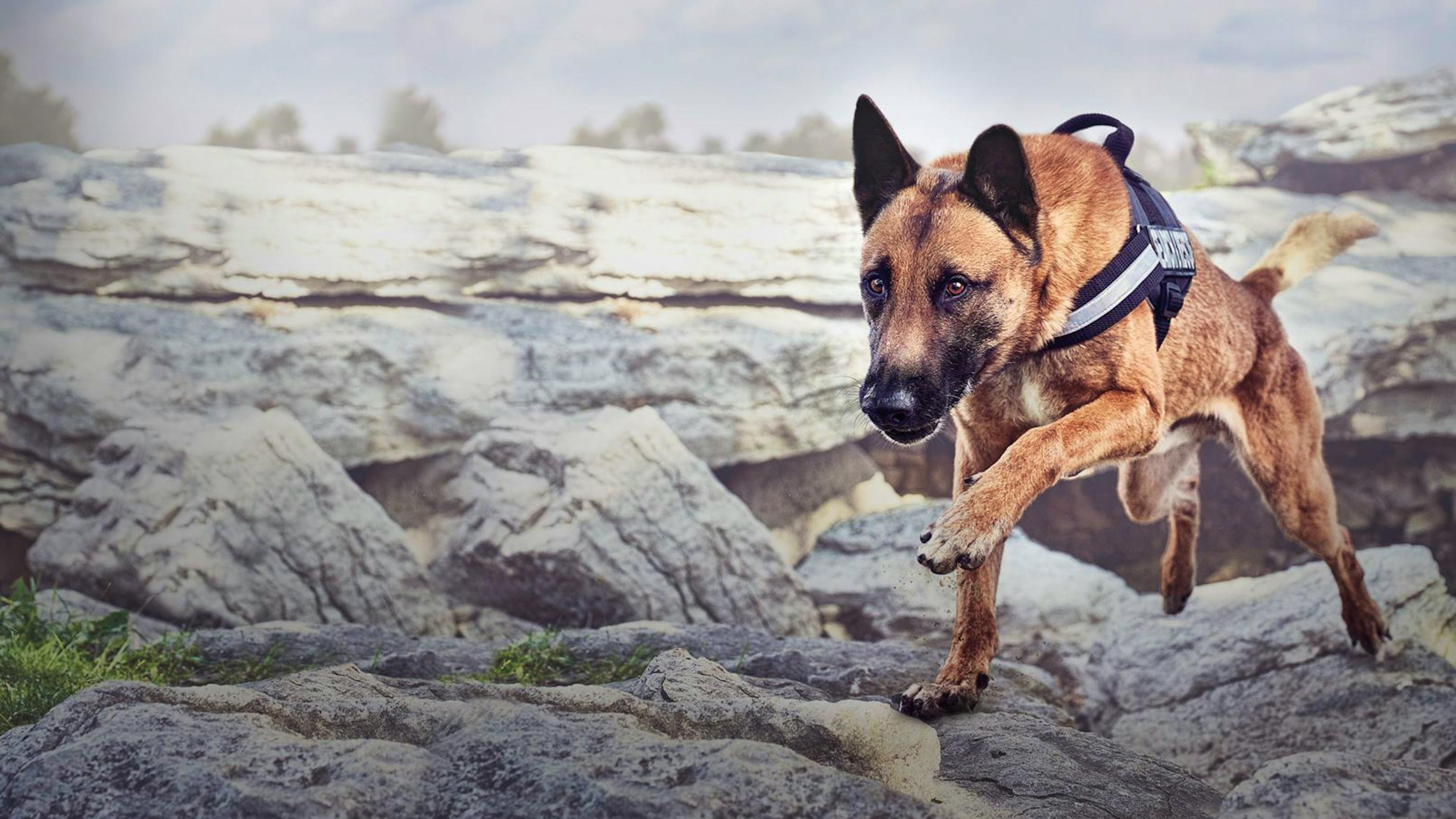 Professional Range | Active Dog Food | Eukanuba CA