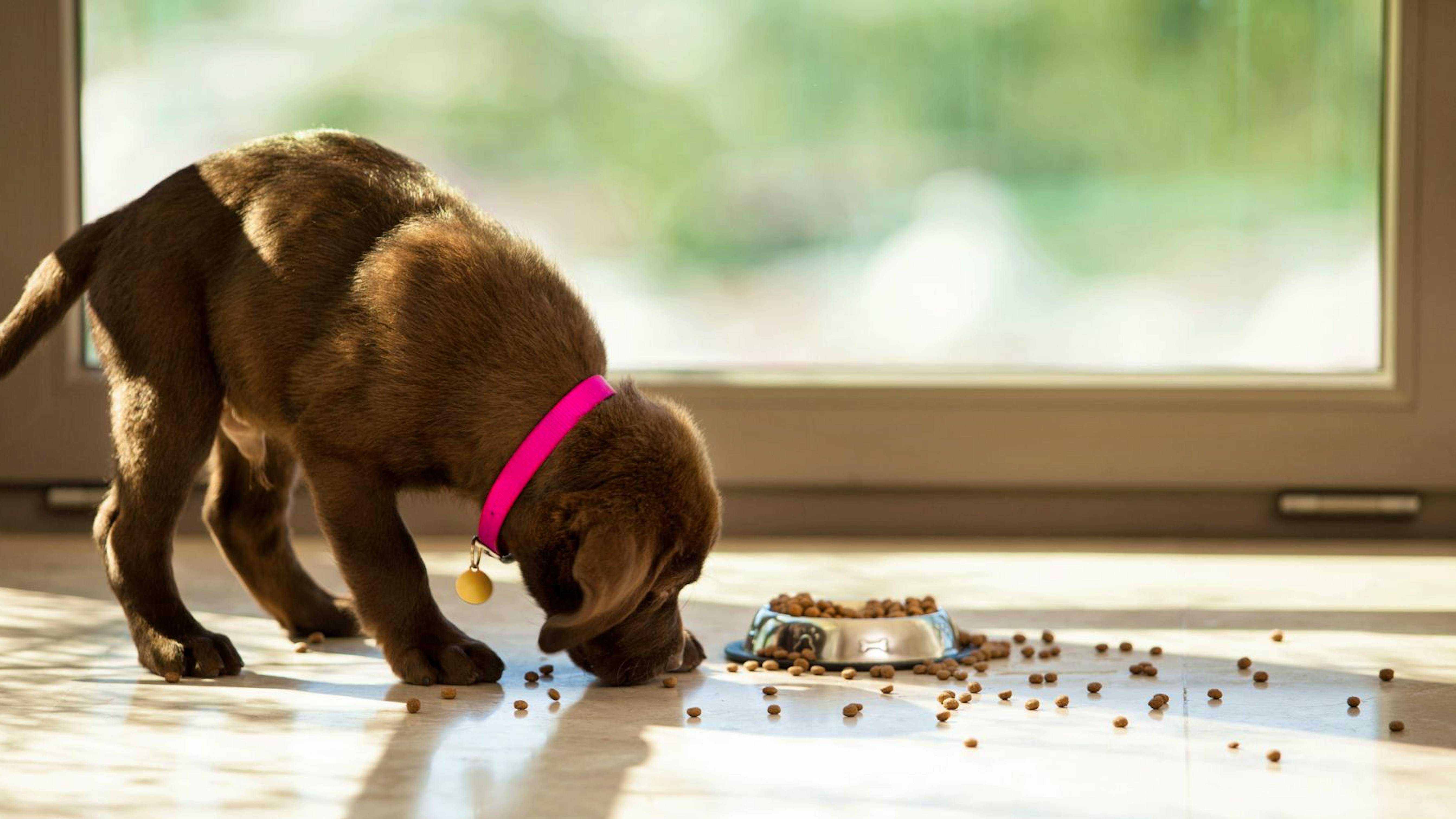 Nutritional Needs for Growing Puppies | Eukanuba CA