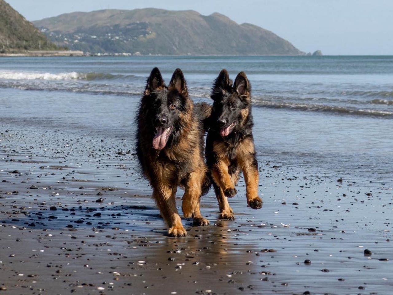The Best Dog-Friendly Parks, Beaches & Walks in Wellington | Eukanuba