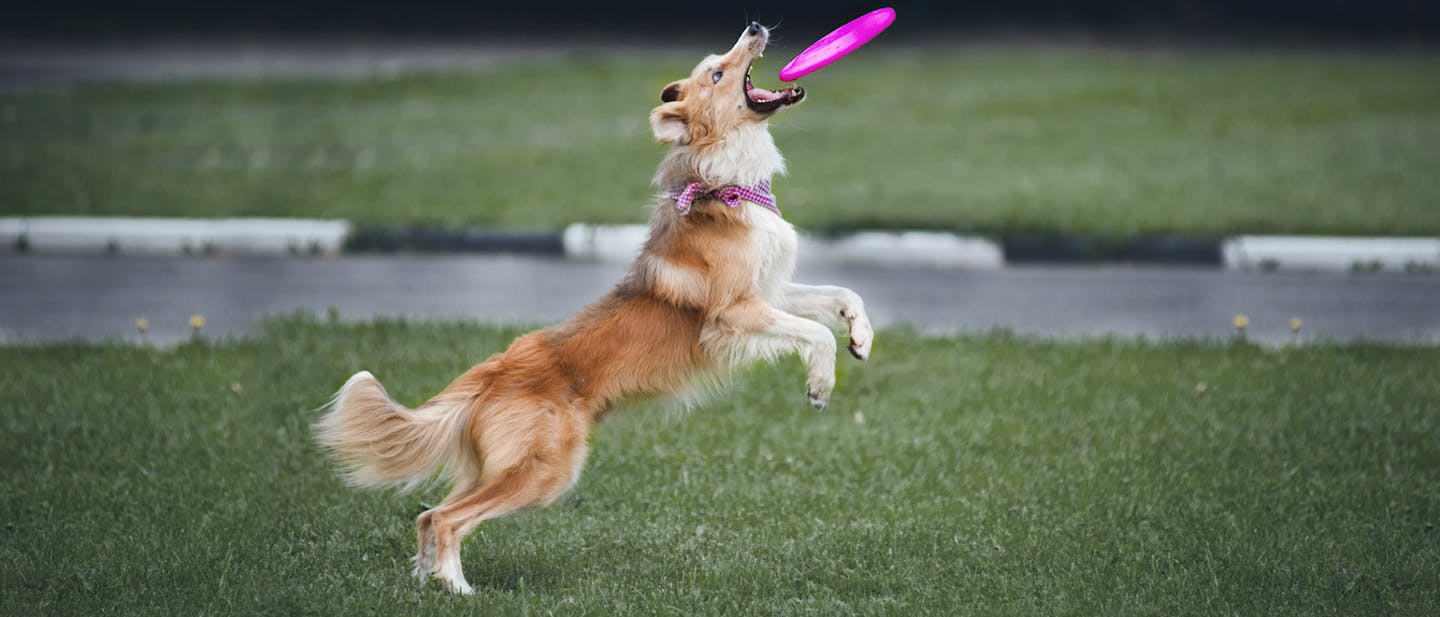 How To Help Safeguard Active Dogs From Overheating This Summer