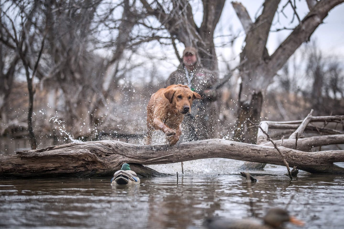 How To Determine Your Dog's Caloric Needs