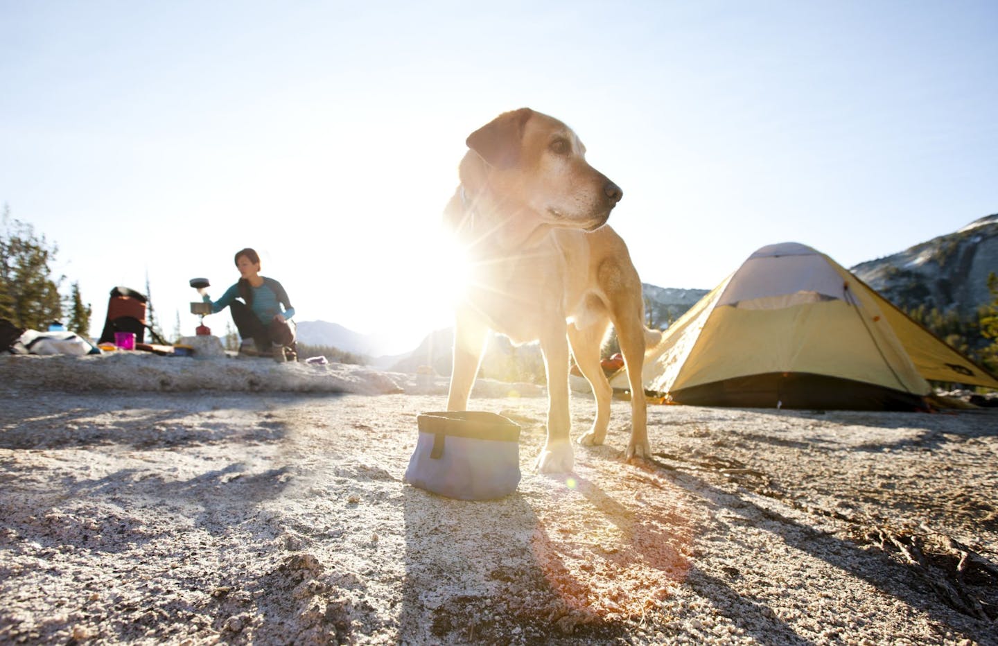 Tips For Adventure Travel With Dogs