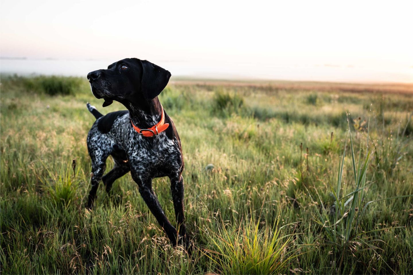 Pointing Dog Training Basics