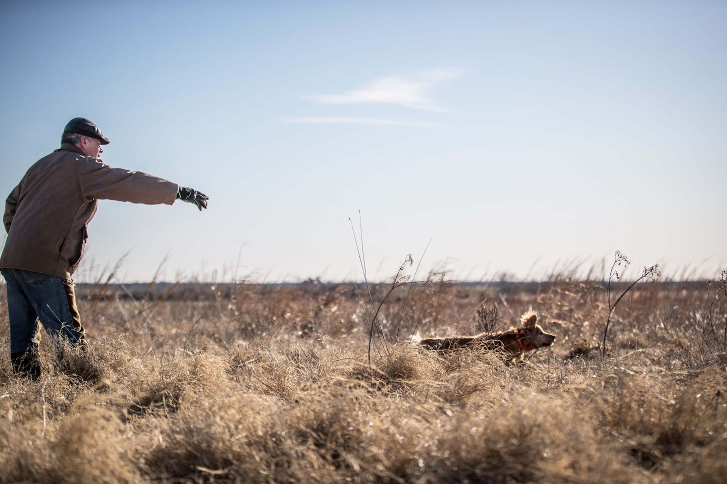 Properly Command Your Sporting Dog