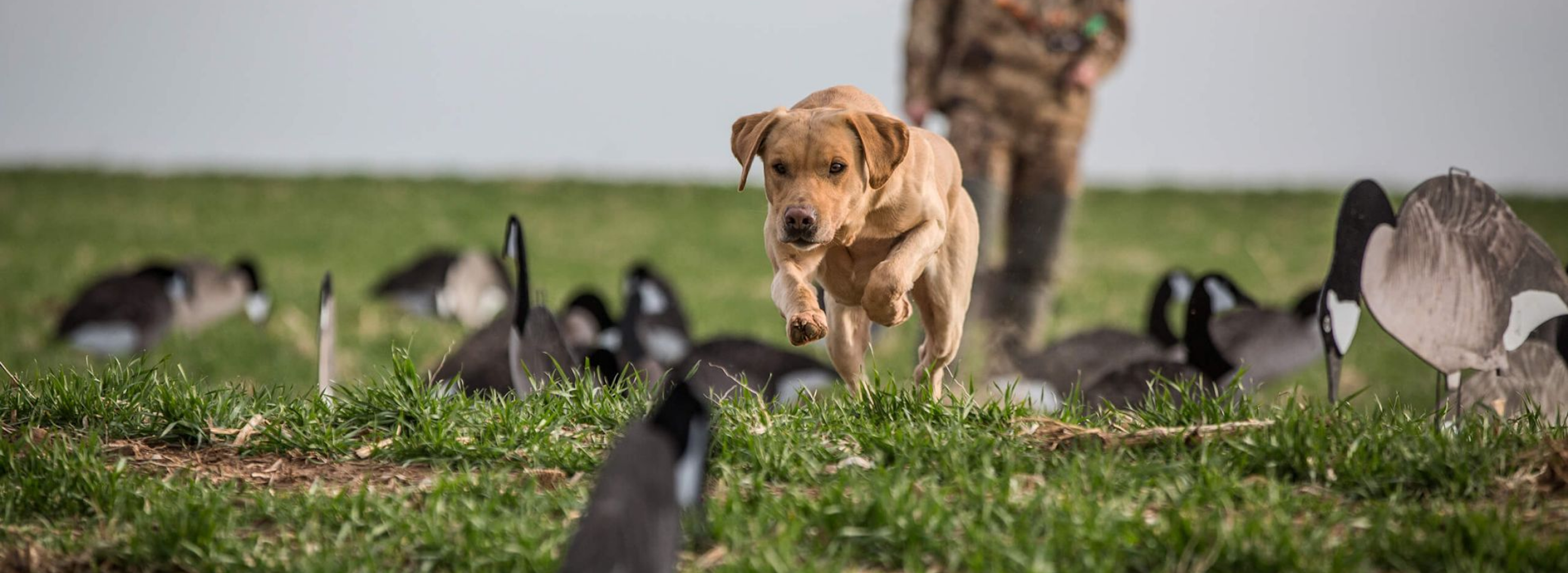 Eukanuba Sporting Dog
