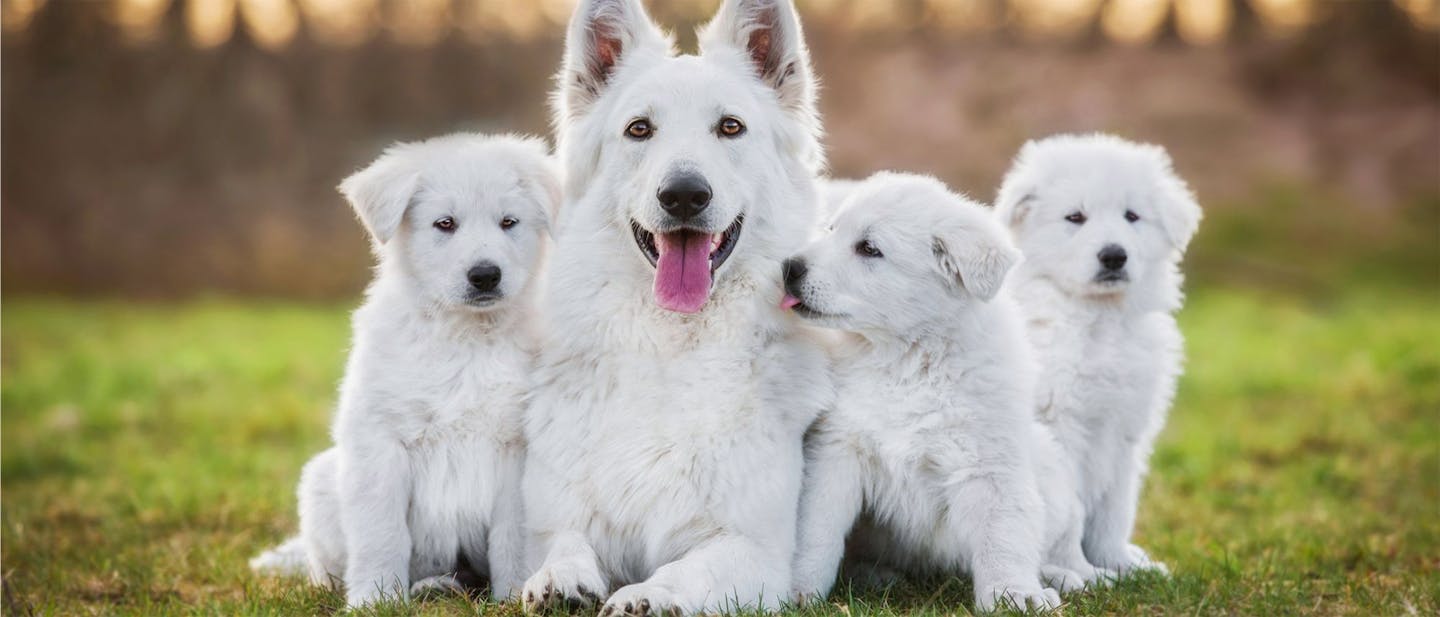 Puppy development stages and behavior into adulthood
